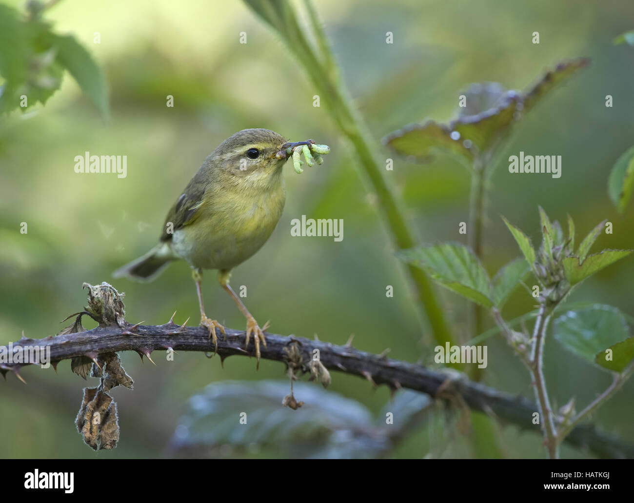 Fitis (Phylloscopus trochilus Stock Photo - Alamy