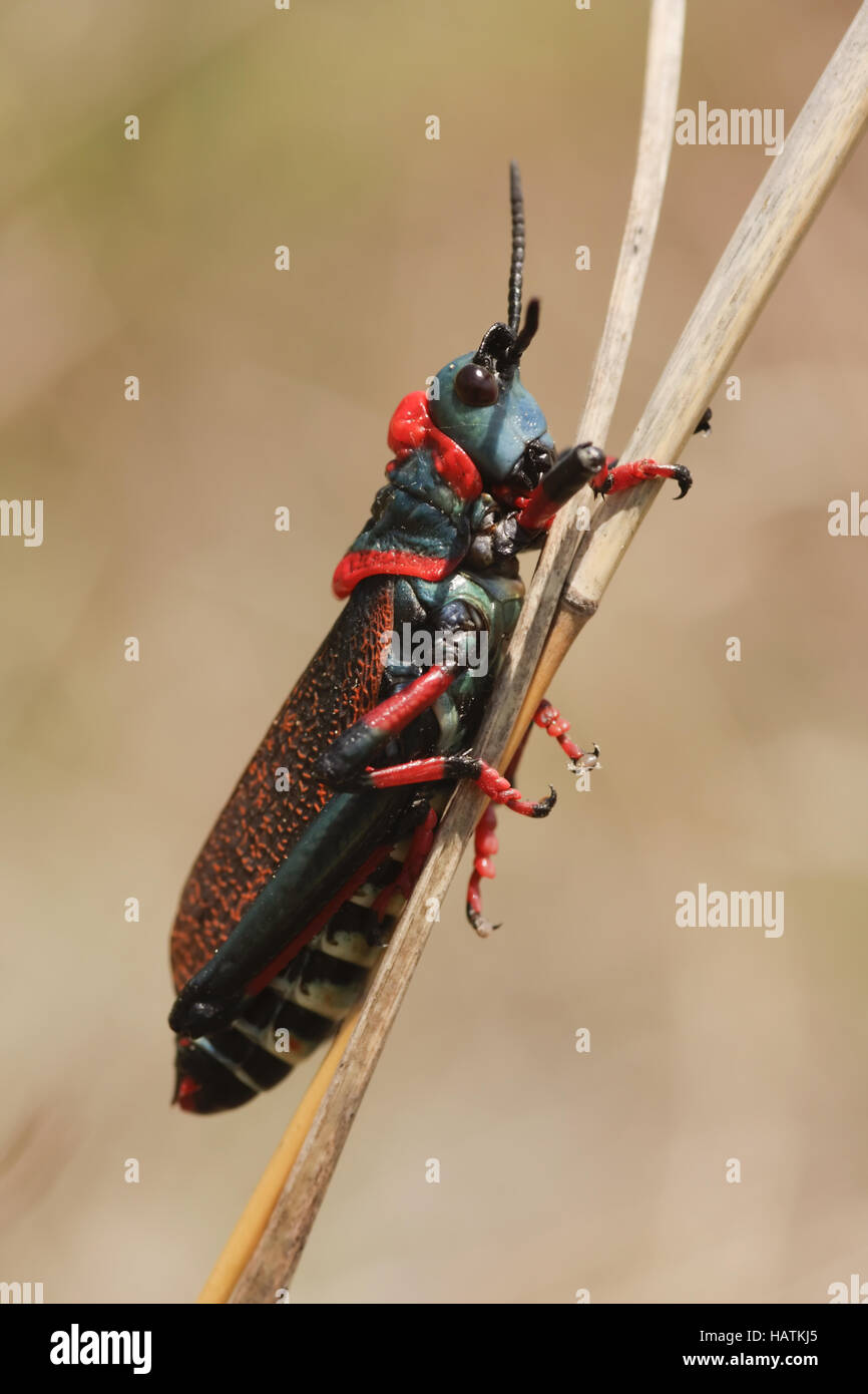 African foam grasshopper hi-res stock photography and images - Alamy