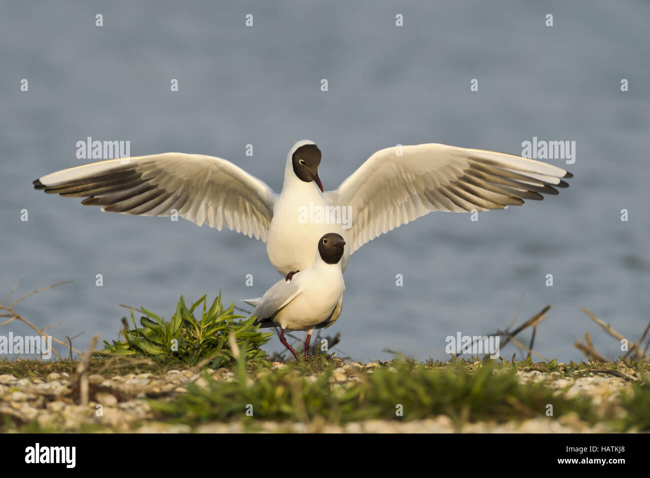 14 jpg hi-res stock photography and images - Alamy