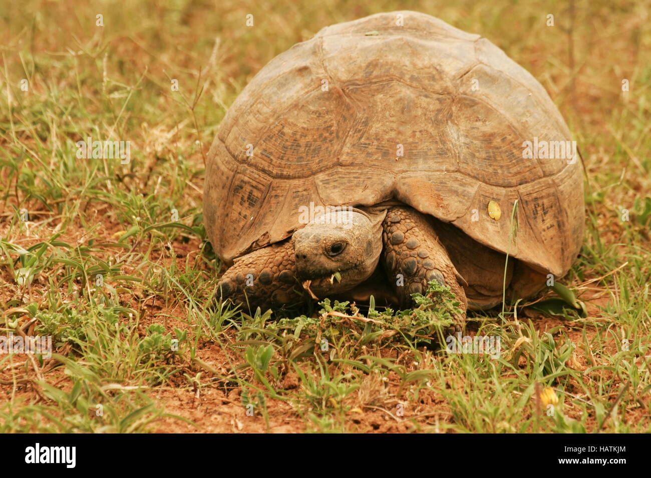 Leopard Tortoise-feeding-South Africa Stock Photo - Alamy
