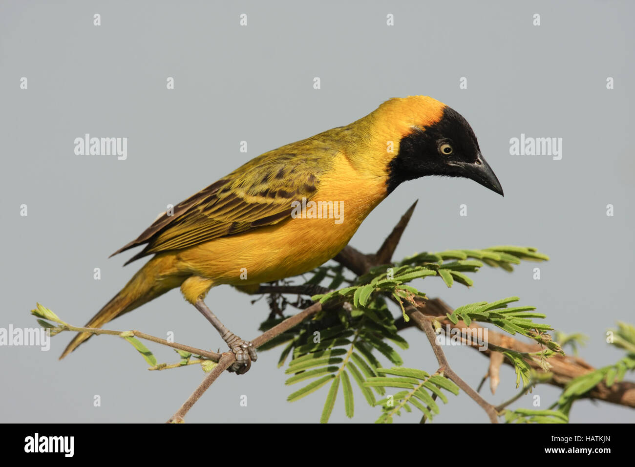 Greater weaver hi-res stock photography and images - Alamy