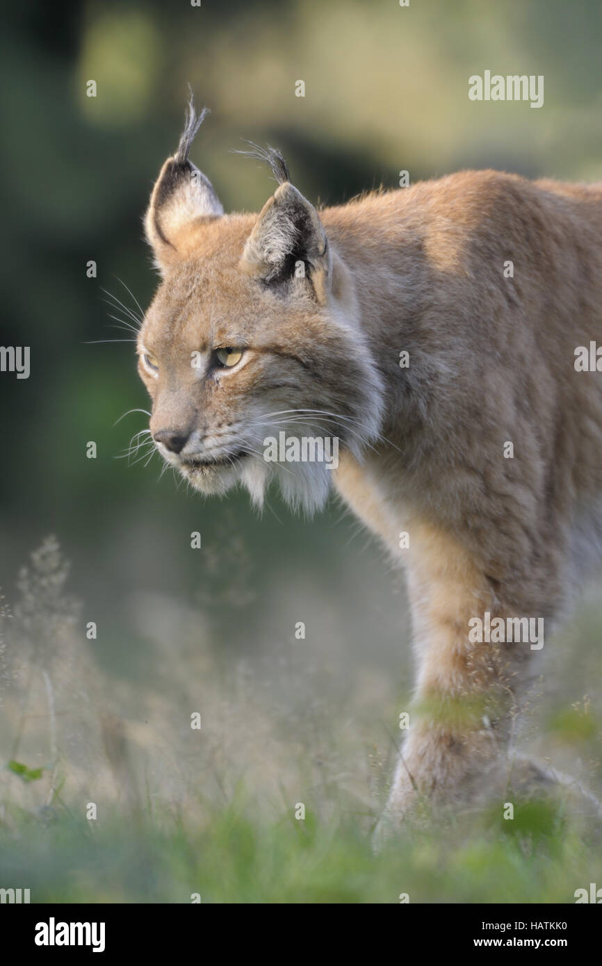 Luchs hi-res stock photography and images - Alamy