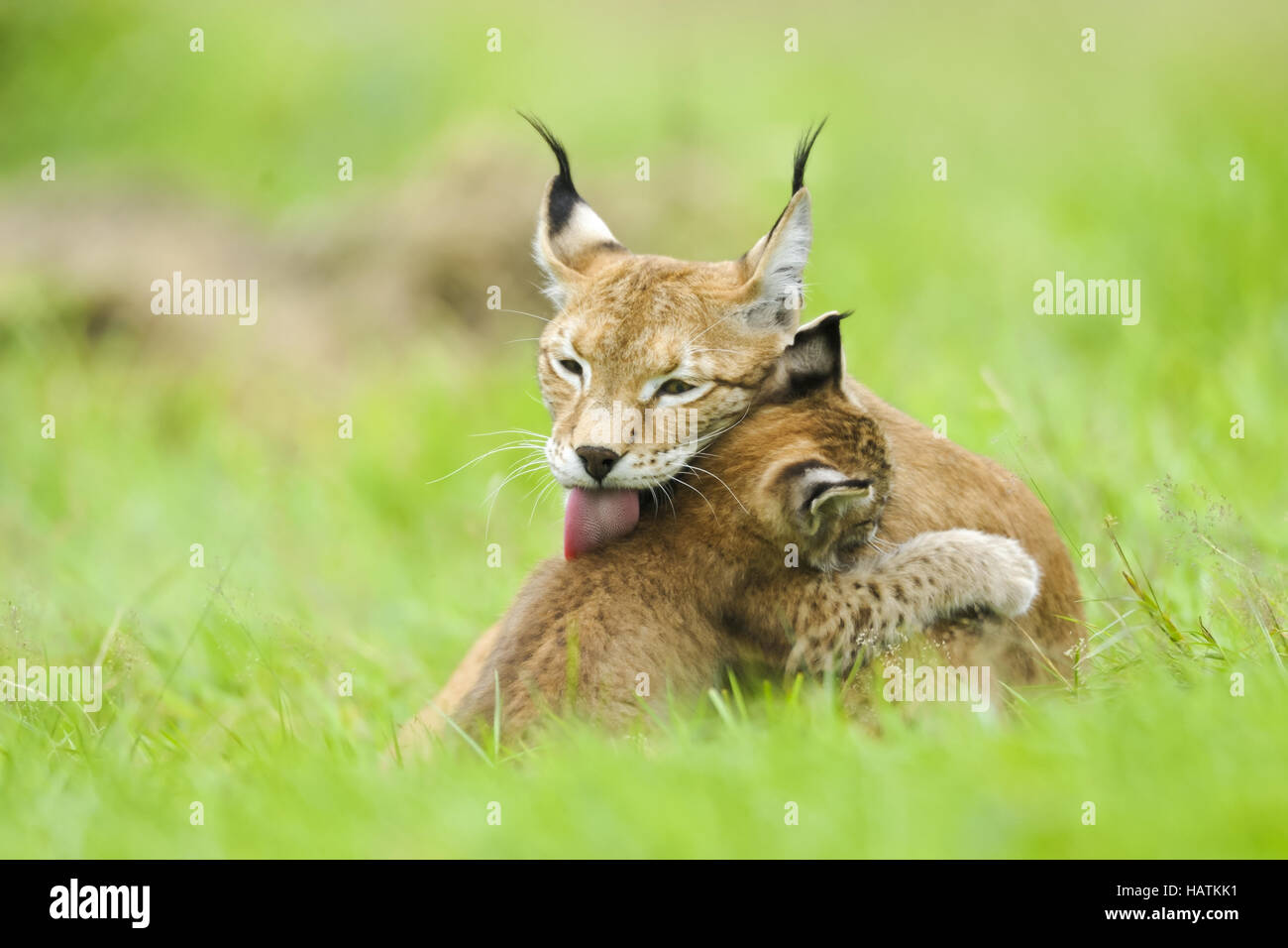 Eurasischer luchs luchs luchs hi-res stock photography and images - Alamy