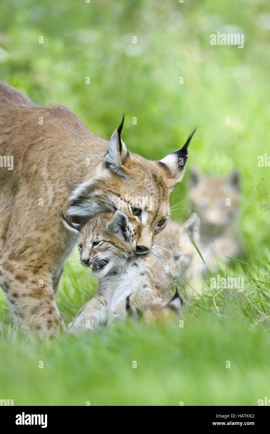 Iynx hi-res stock photography and images - Alamy