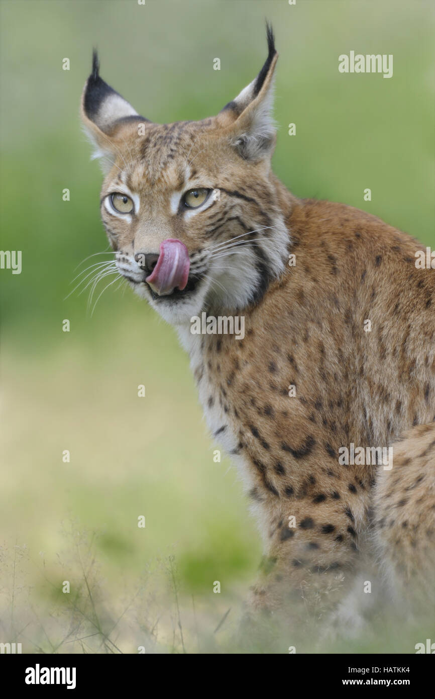 Eurasischer luchs luchs luchs hi-res stock photography and images - Alamy