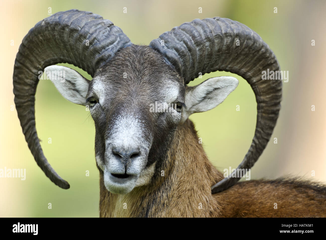 Europaeischer mufflon hi-res stock photography and images - Alamy