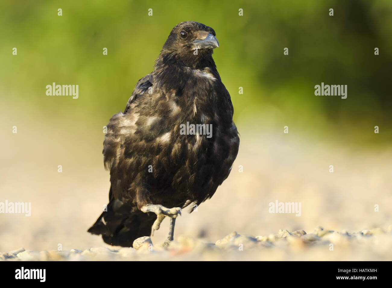 Corvus corone corone hi-res stock photography and images - Alamy