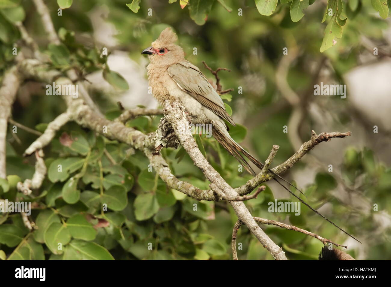Urocolis hi-res stock photography and images - Alamy
