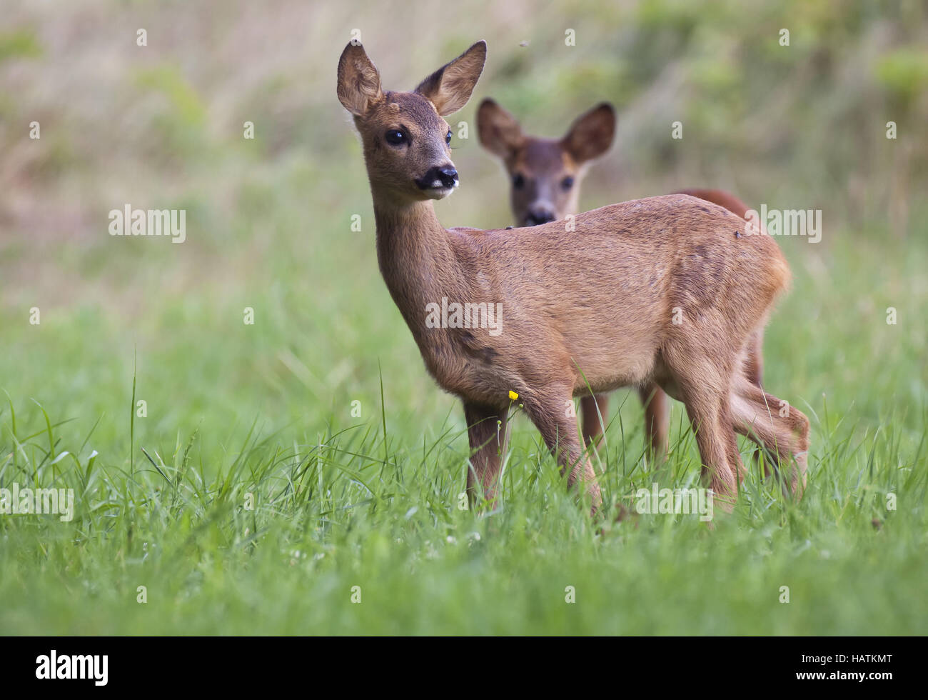 Rehkitz hi-res stock photography and images - Alamy