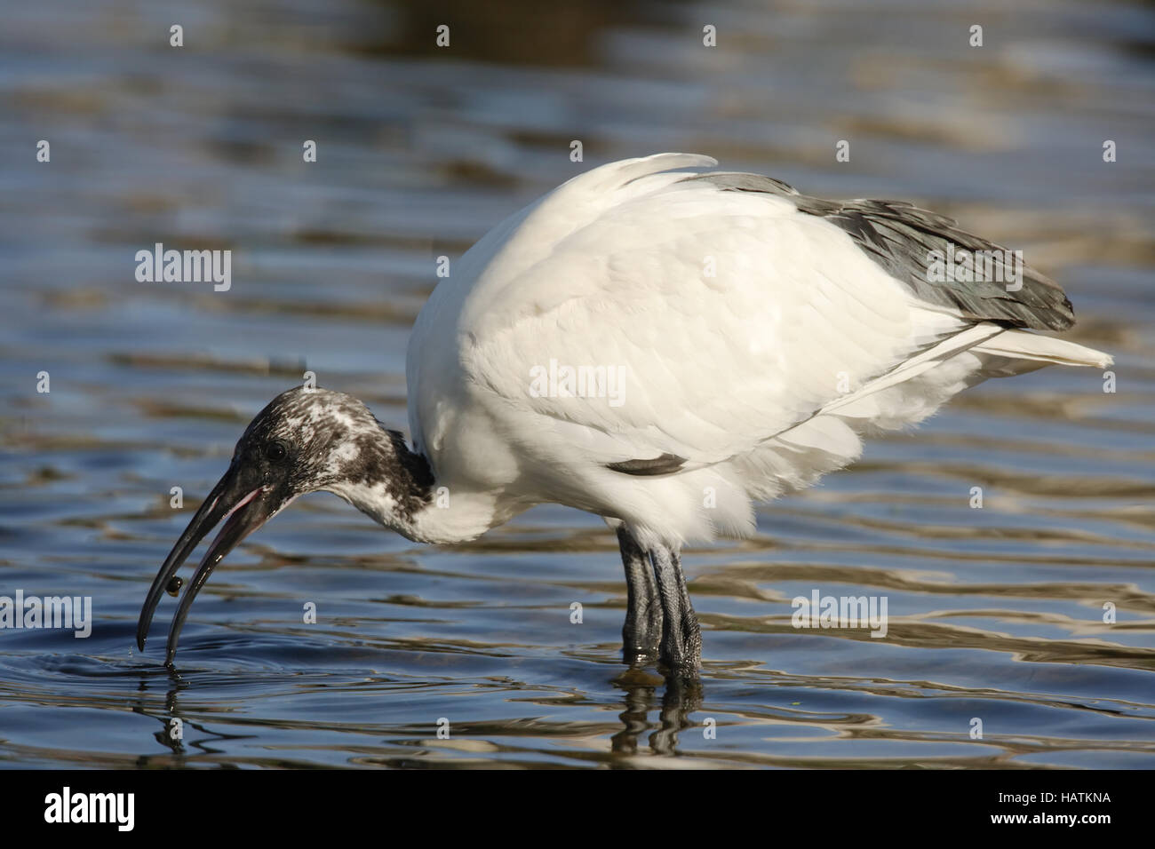 - Intaka Island - South Africa Stock Photo - Alamy