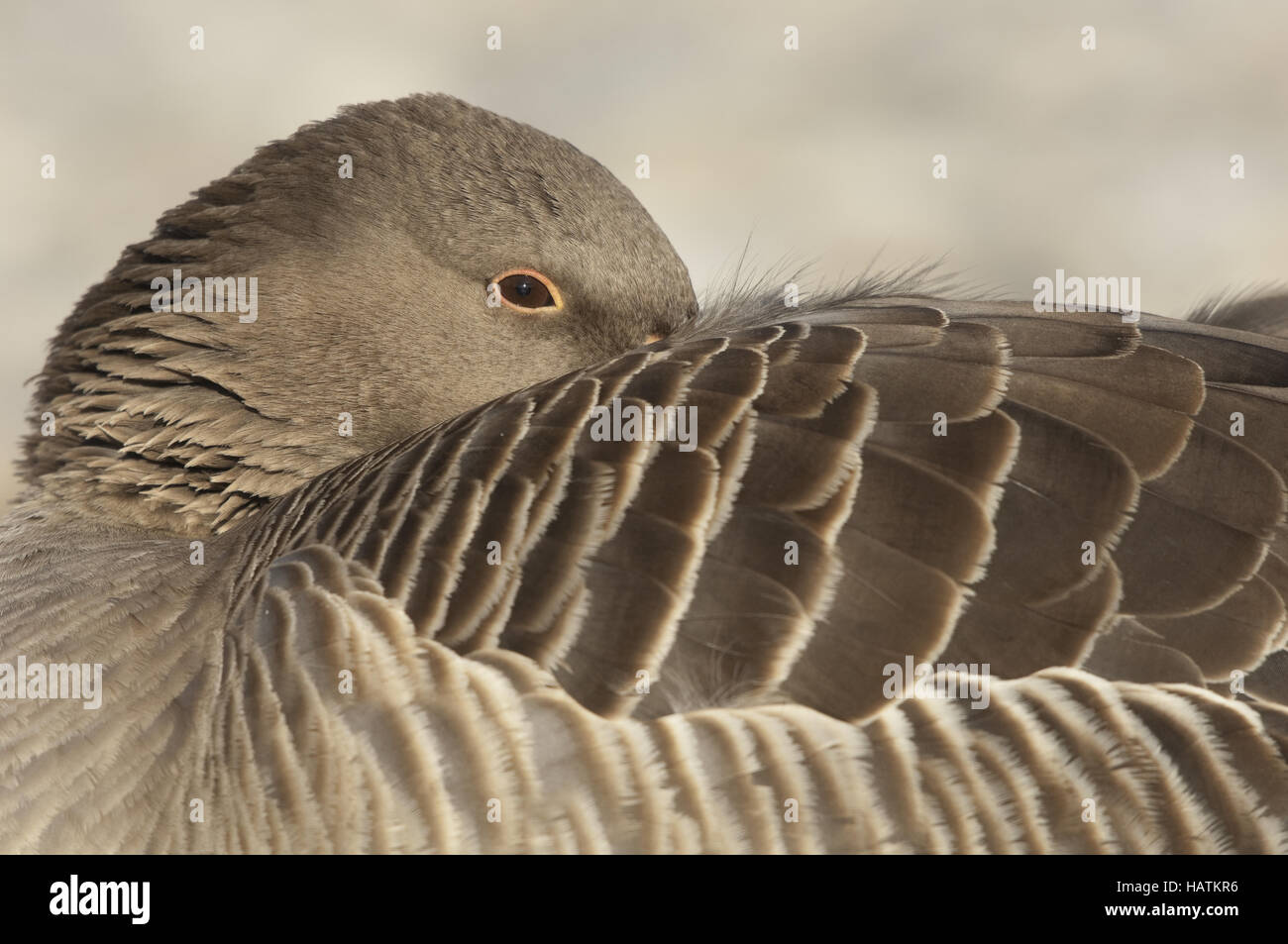 Graugans / Grey Goose / Anser anser Stock Photo - Alamy