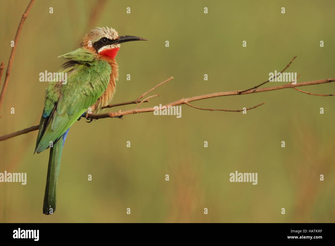 White-fronted Bee-Eater-South Africa Stock Photo - Alamy