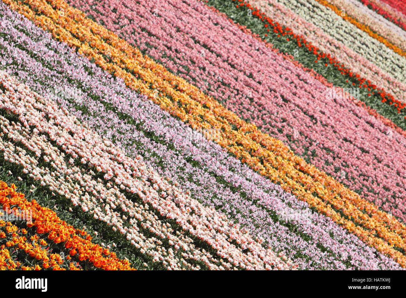 Niederlande Holland Tulpen Blumen Feld Stock Photos & Niederlande ...