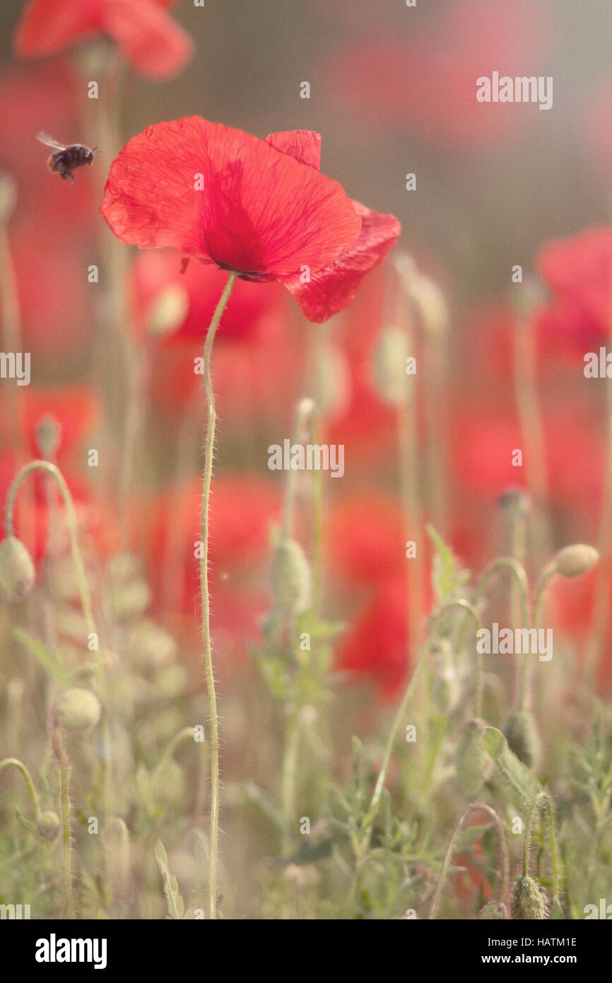 Mohnfeld mohn hi-res stock photography and images - Alamy