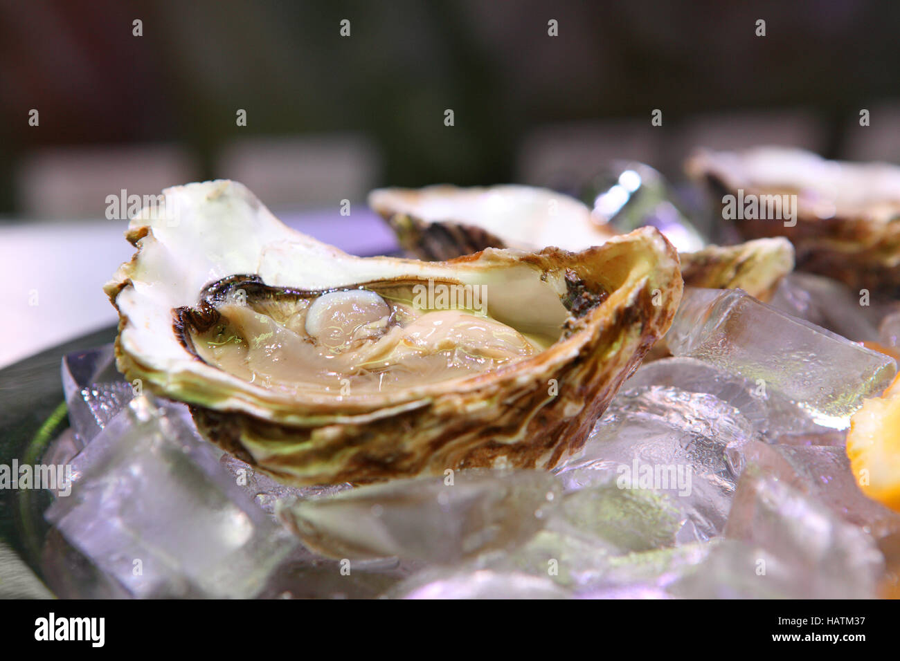 Austern ostreidae hi-res stock photography and images - Alamy
