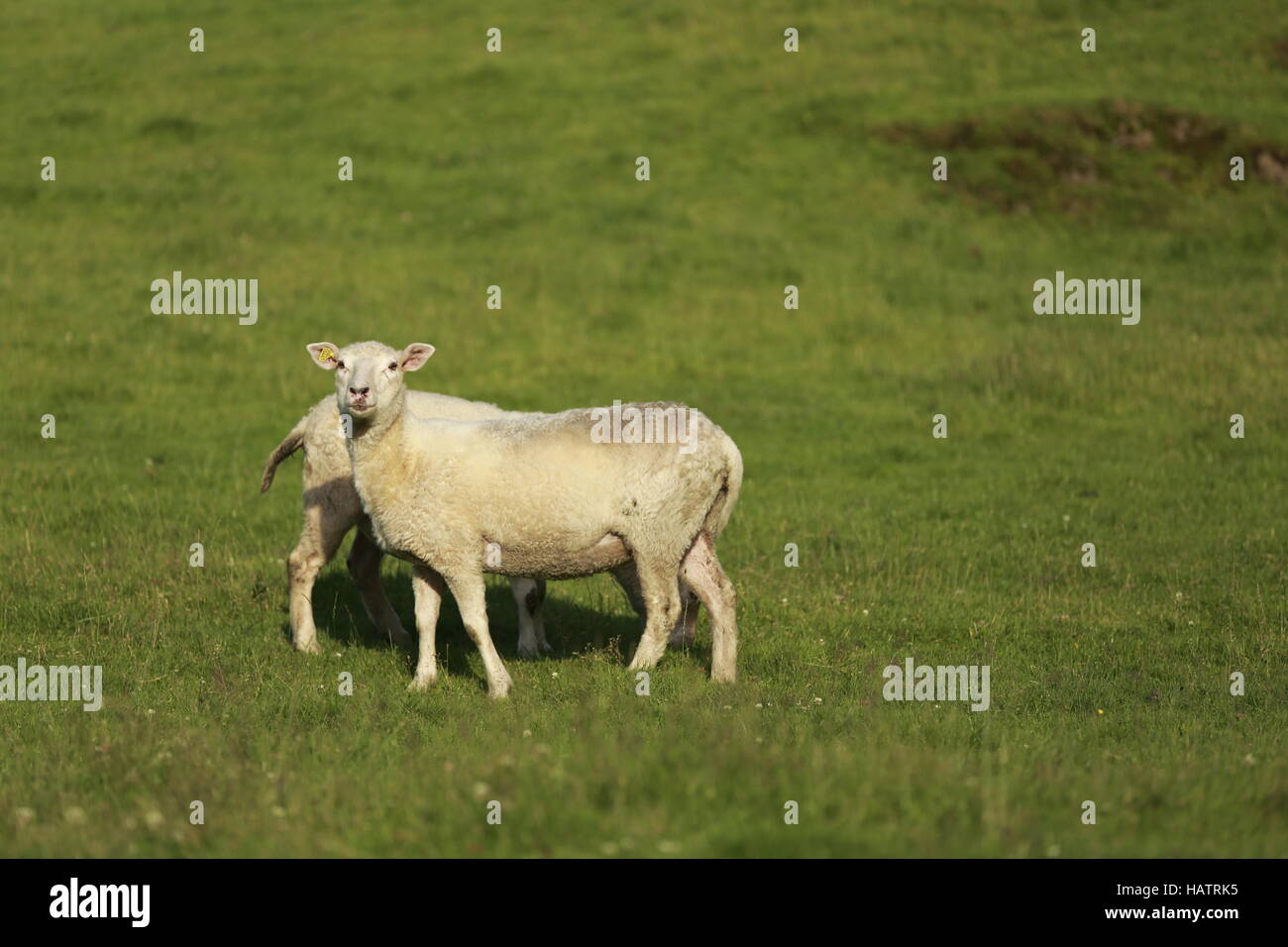 view on the sheep Stock Photo - Alamy