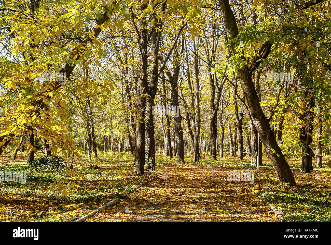 City park alley in autumn as background Stock Photo - Alamy