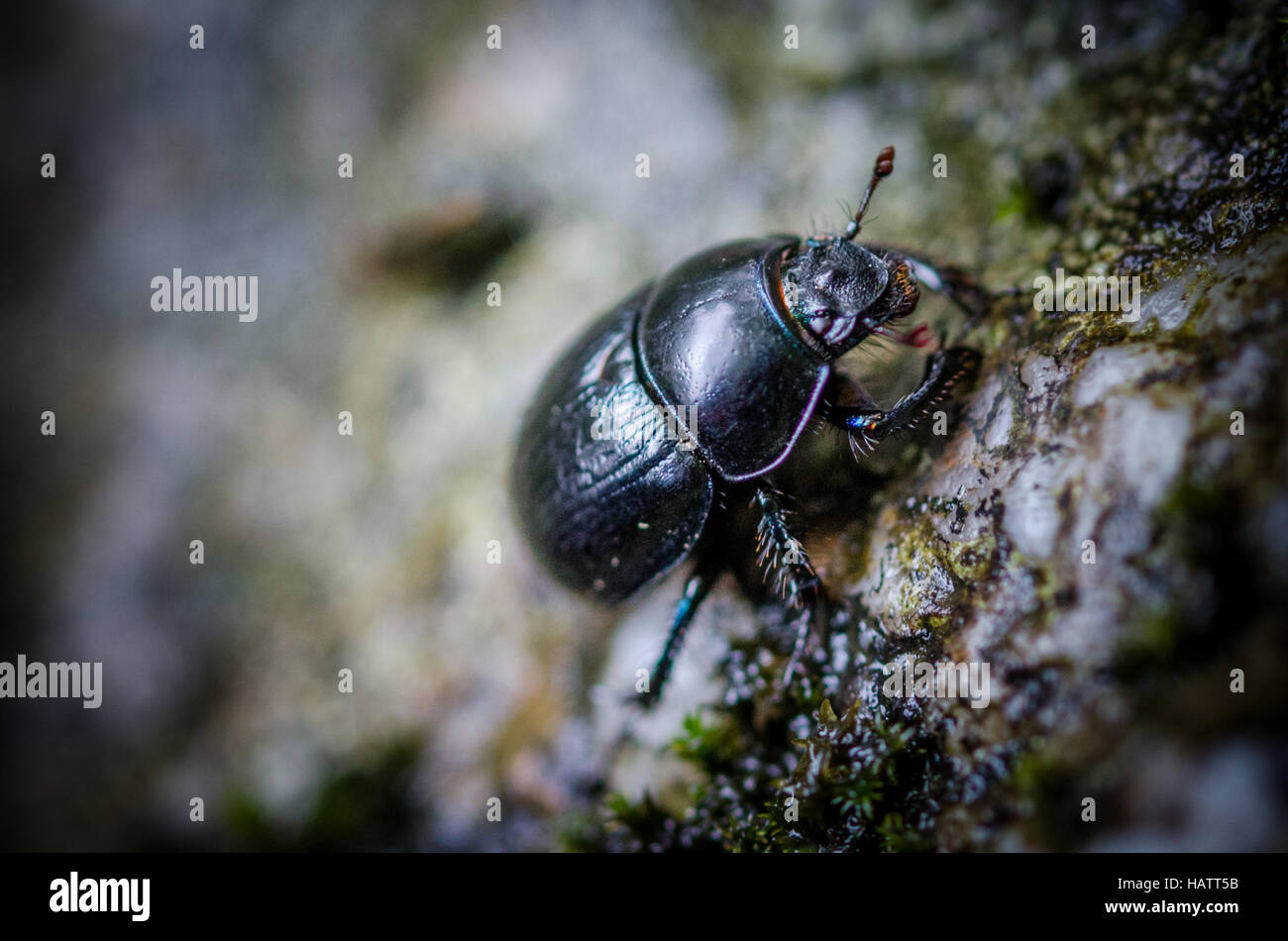 Black insect creature beetle hi-res stock photography and images - Alamy