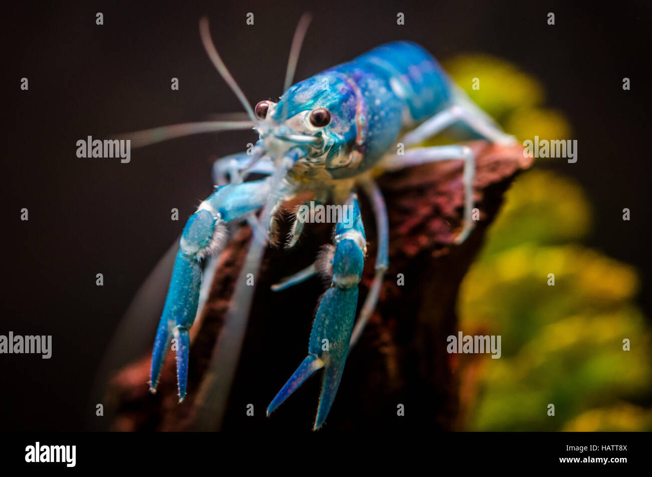 Blue Crayfish in Tropical Freshwater Tank Stock Photo - Alamy