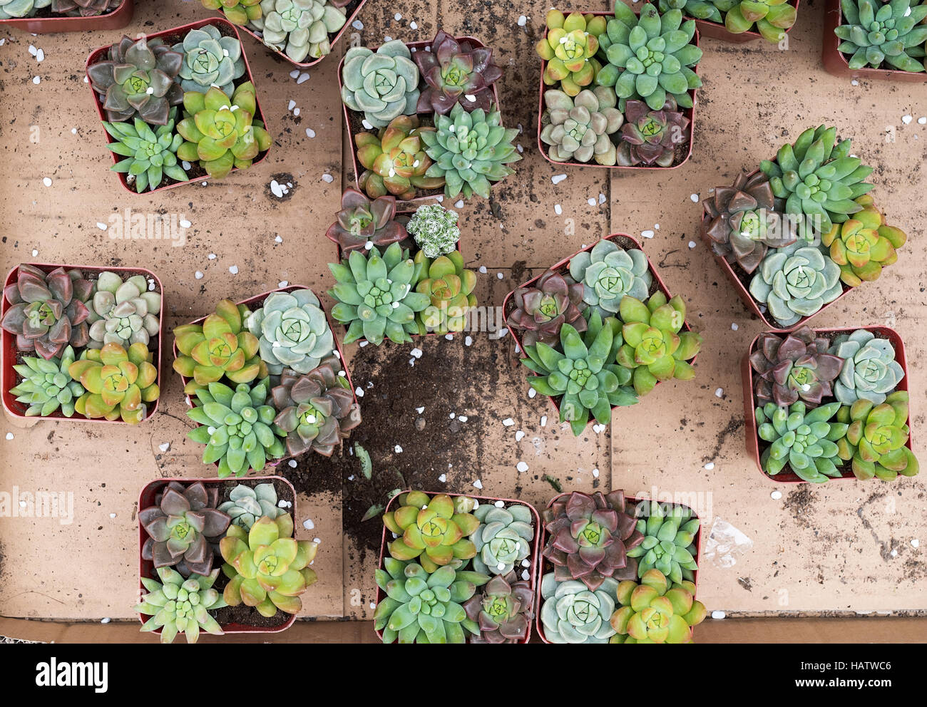 Miniature succulent plants in garden Stock Photo - Alamy