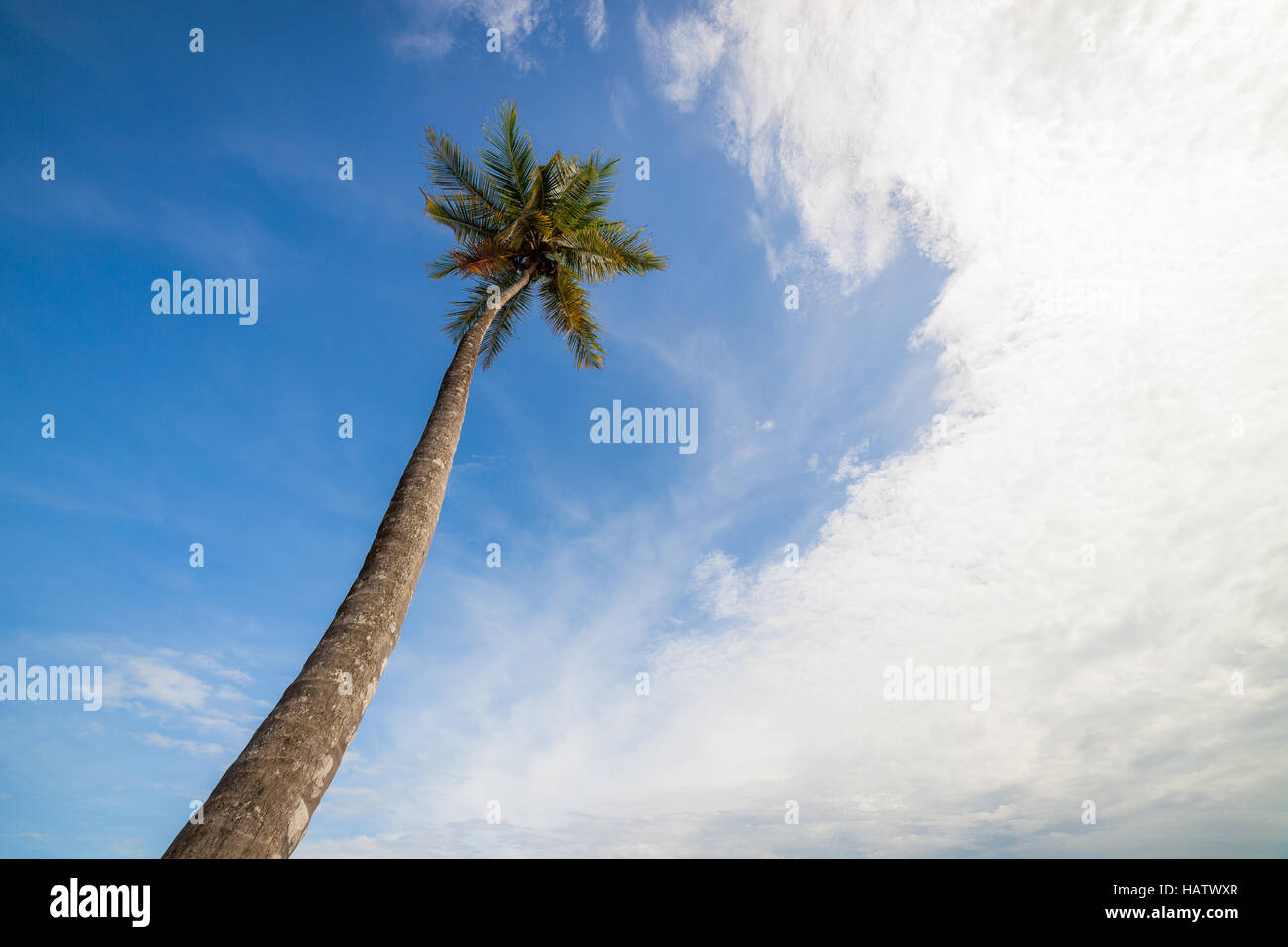 Tall palm tree hi-res stock photography and images - Alamy