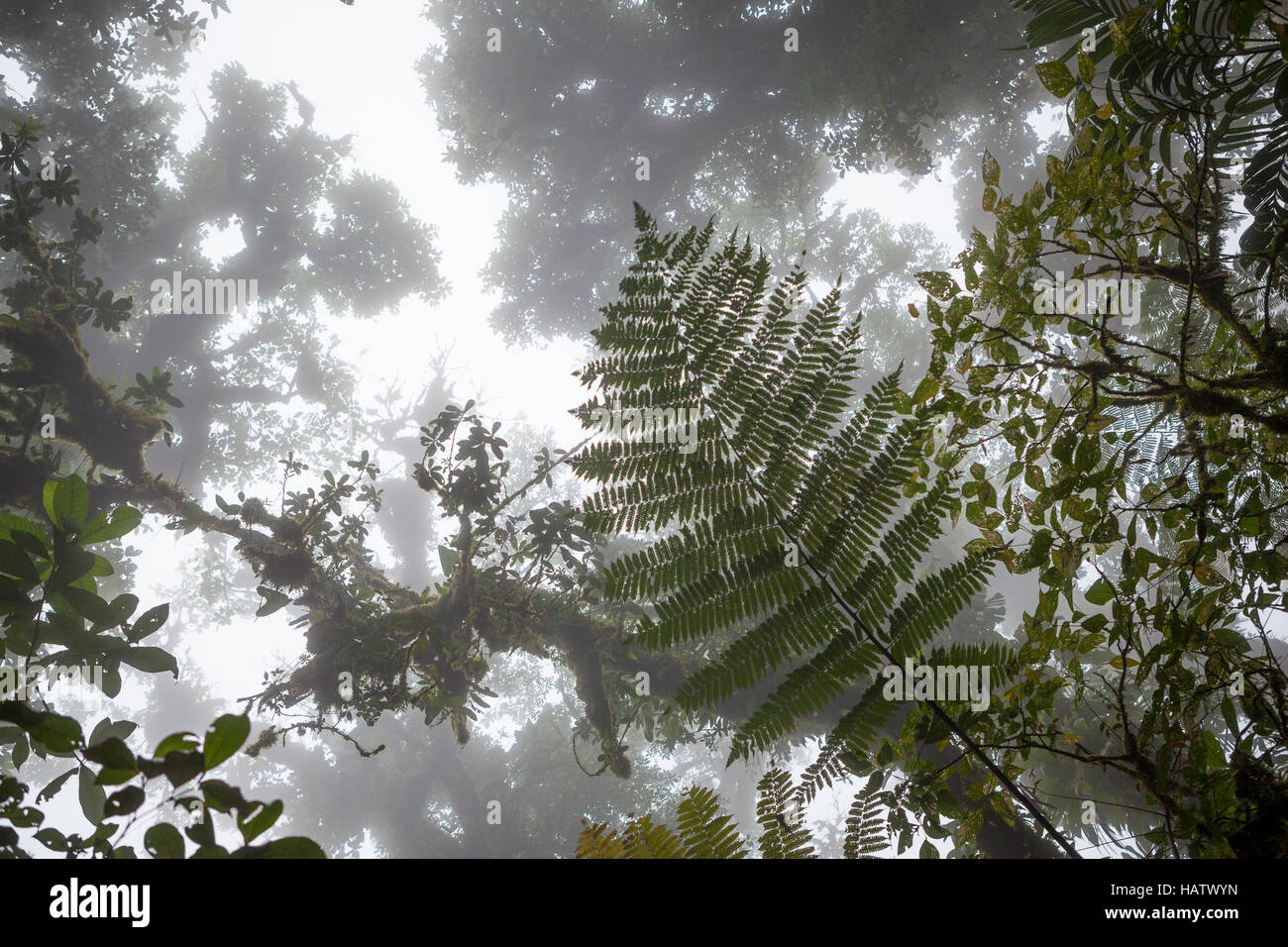 Looking up in foggy rainforest Stock Photo - Alamy