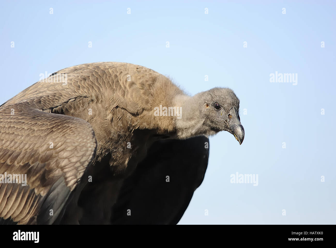 El condor hi-res stock photography and images - Alamy