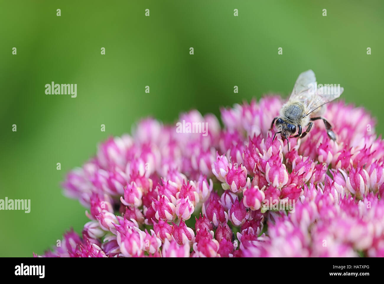 Fetthenne hi-res stock photography and images - Alamy