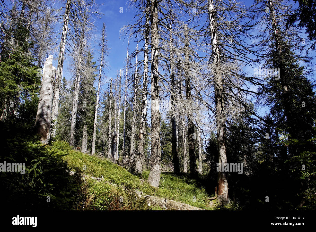 forest decline in the black forest Stock Photo - Alamy