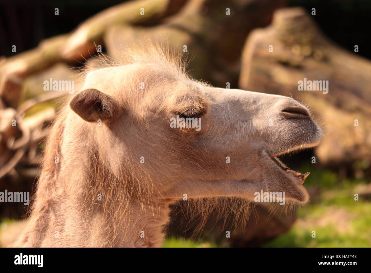 Camelus ferus hi-res stock photography and images - Alamy