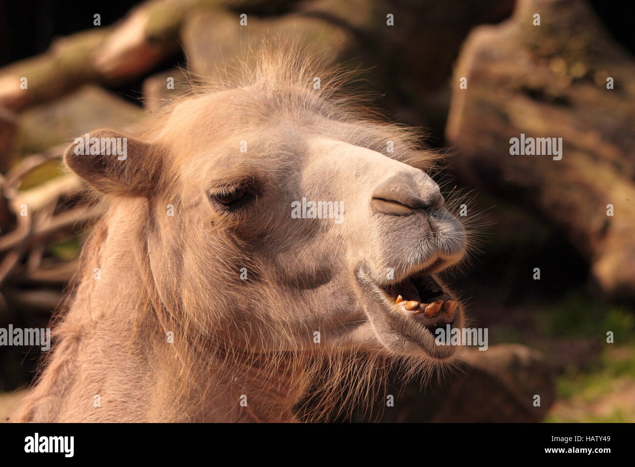 camelus ferus bactrianus Stock Photo - Alamy