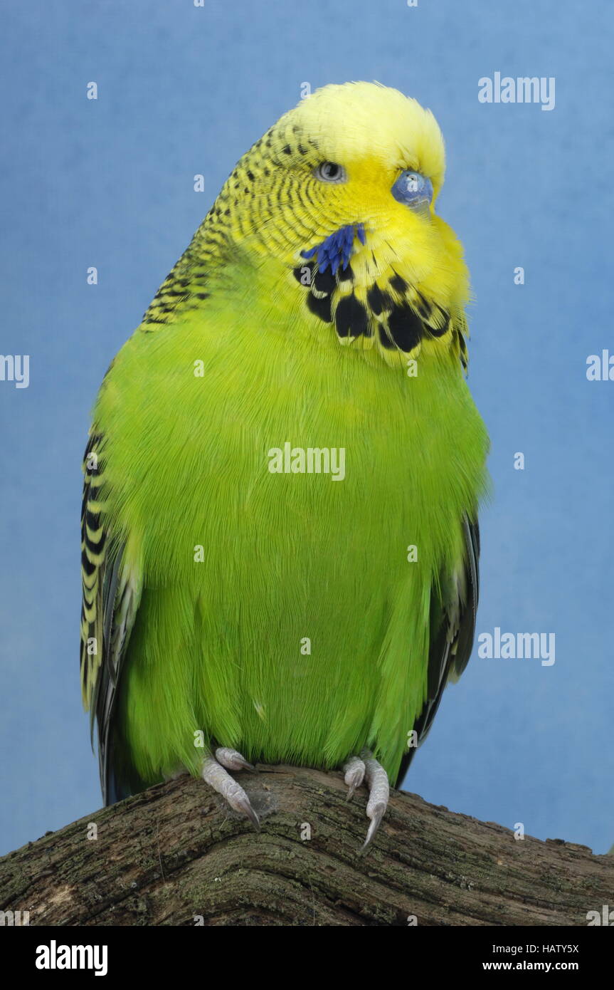 Undulat hi-res stock photography and images - Alamy