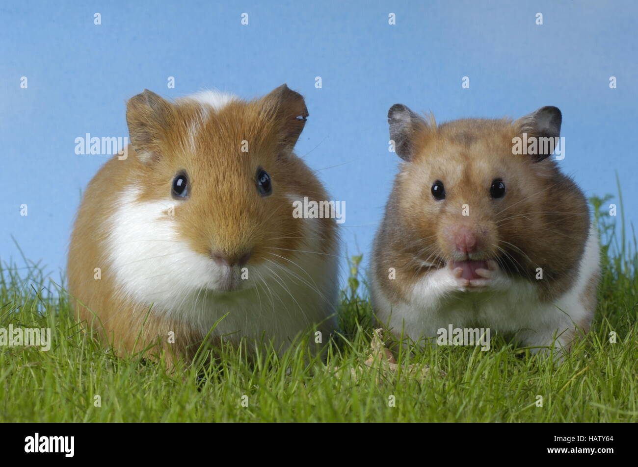 Guinea Pig and Golden Hamster Stock Photo - Alamy