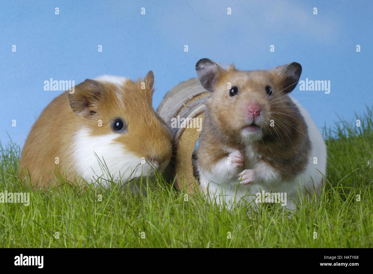 Guinea Pig and Golden Hamster Stock Photo - Alamy