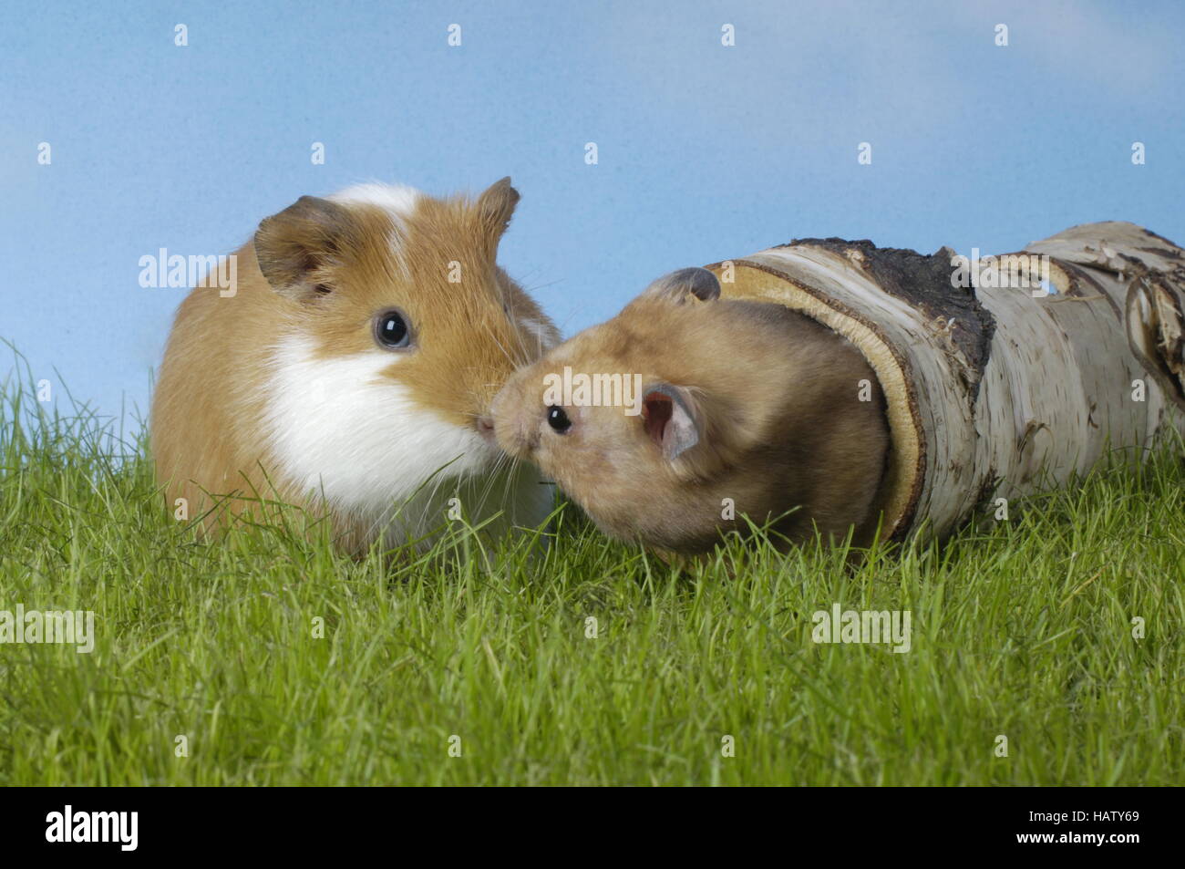 Guinea Pig and Golden Hamster Stock Photo - Alamy