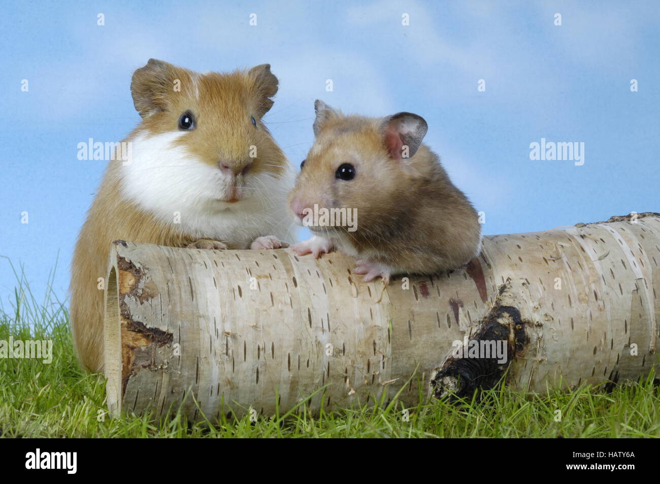 Guinea Pig and Golden Hamster Stock Photo - Alamy