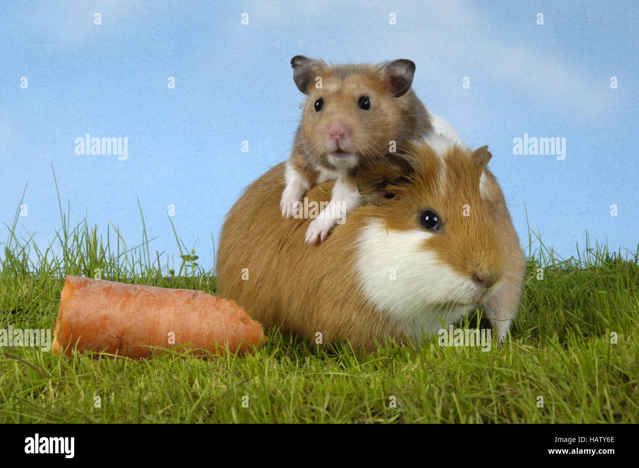 Guinea Pig and Golden Hamster Stock Photo - Alamy