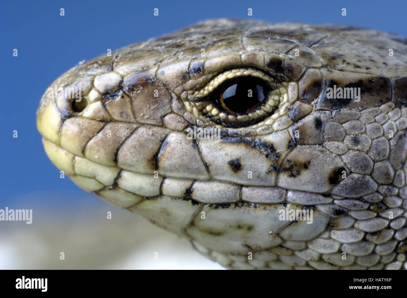 Sand Lizard / Zauneidechse Stock Photo - Alamy
