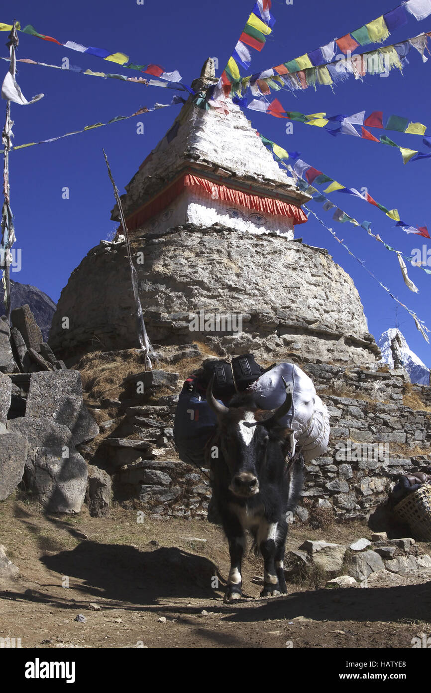 Yak symbol hi-res stock photography and images - Alamy