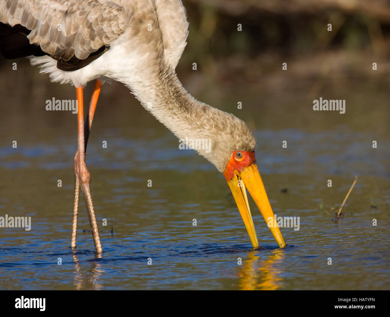 Glutton hi-res stock photography and images - Alamy