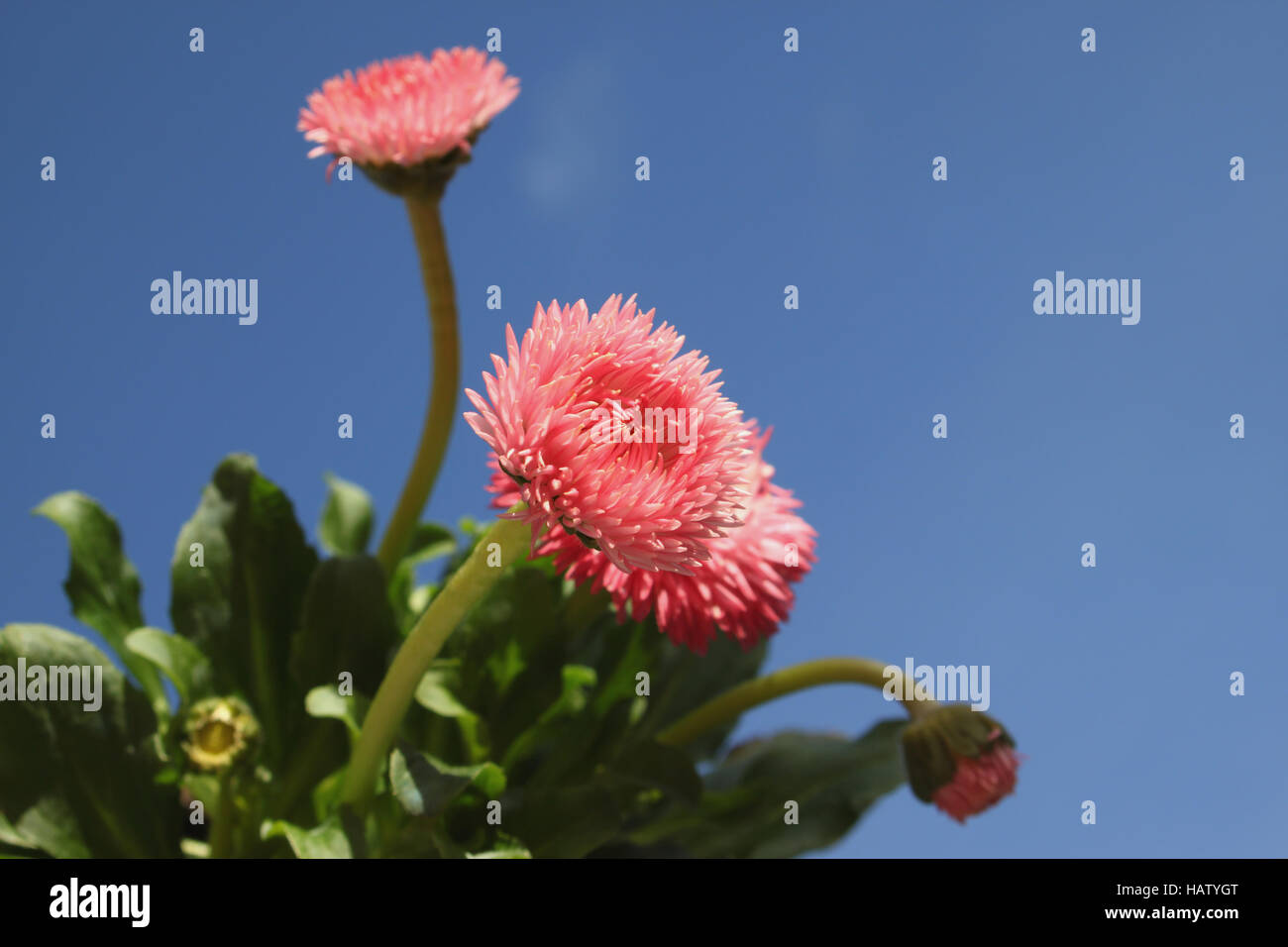 Primavera detail hi-res stock photography and images - Alamy