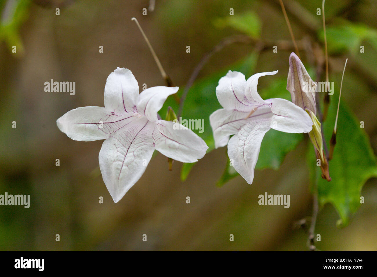 Acanthaceae hi-res stock photography and images - Alamy
