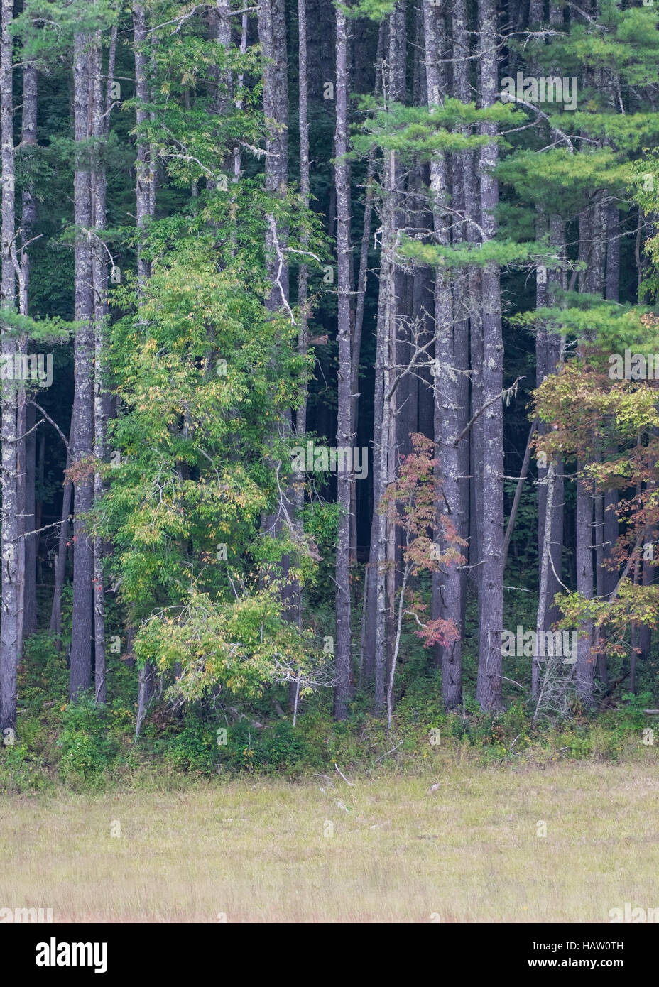 Entrance into pine forest hi-res stock photography and images - Alamy