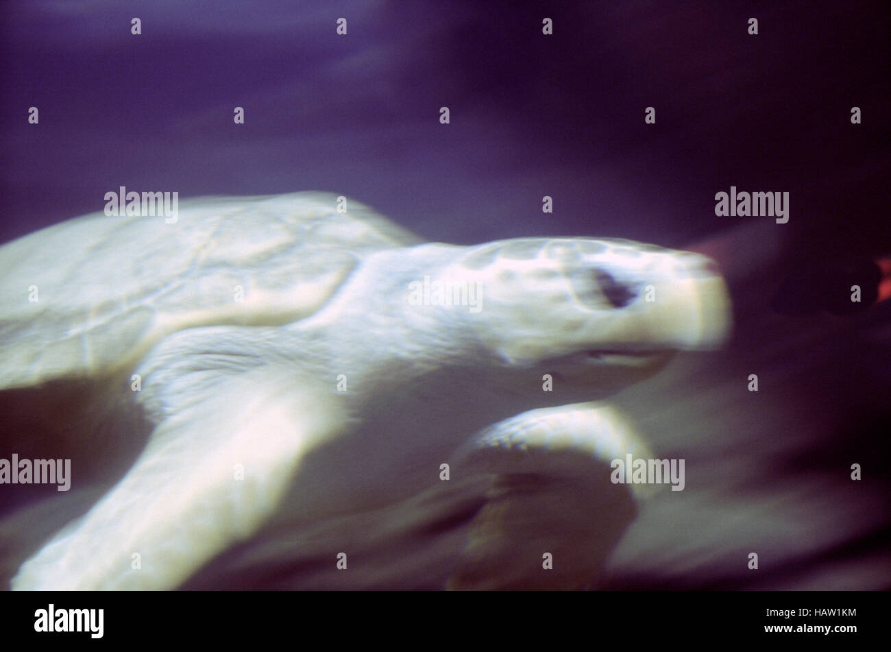 Aggressive tortoise hi-res stock photography and images - Alamy