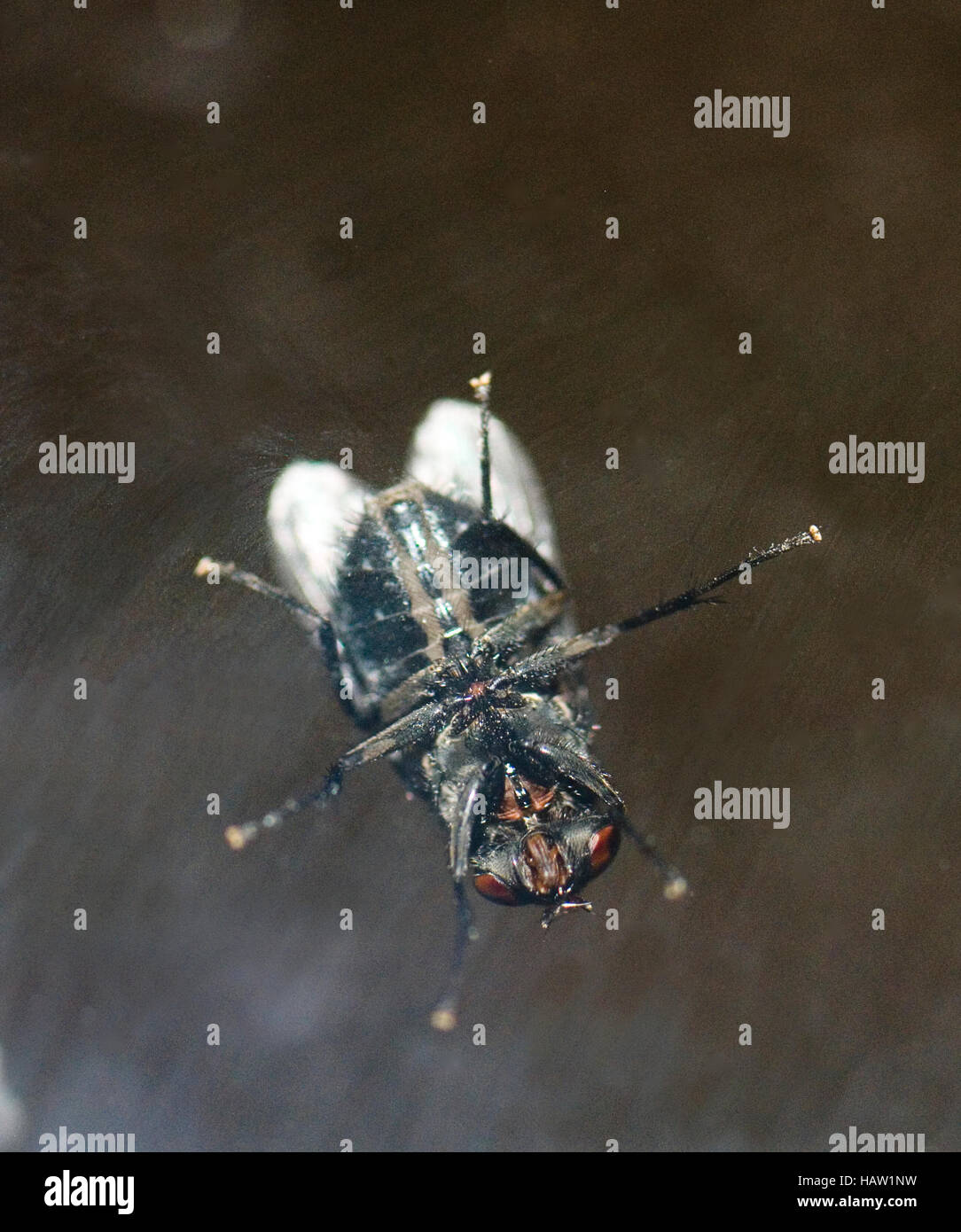 Ventral view of fly on window Stock Photo - Alamy