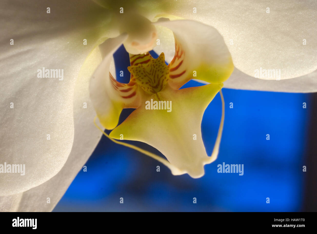 Bilateral Symmetrical Flower High Resolution Stock Photography and ...