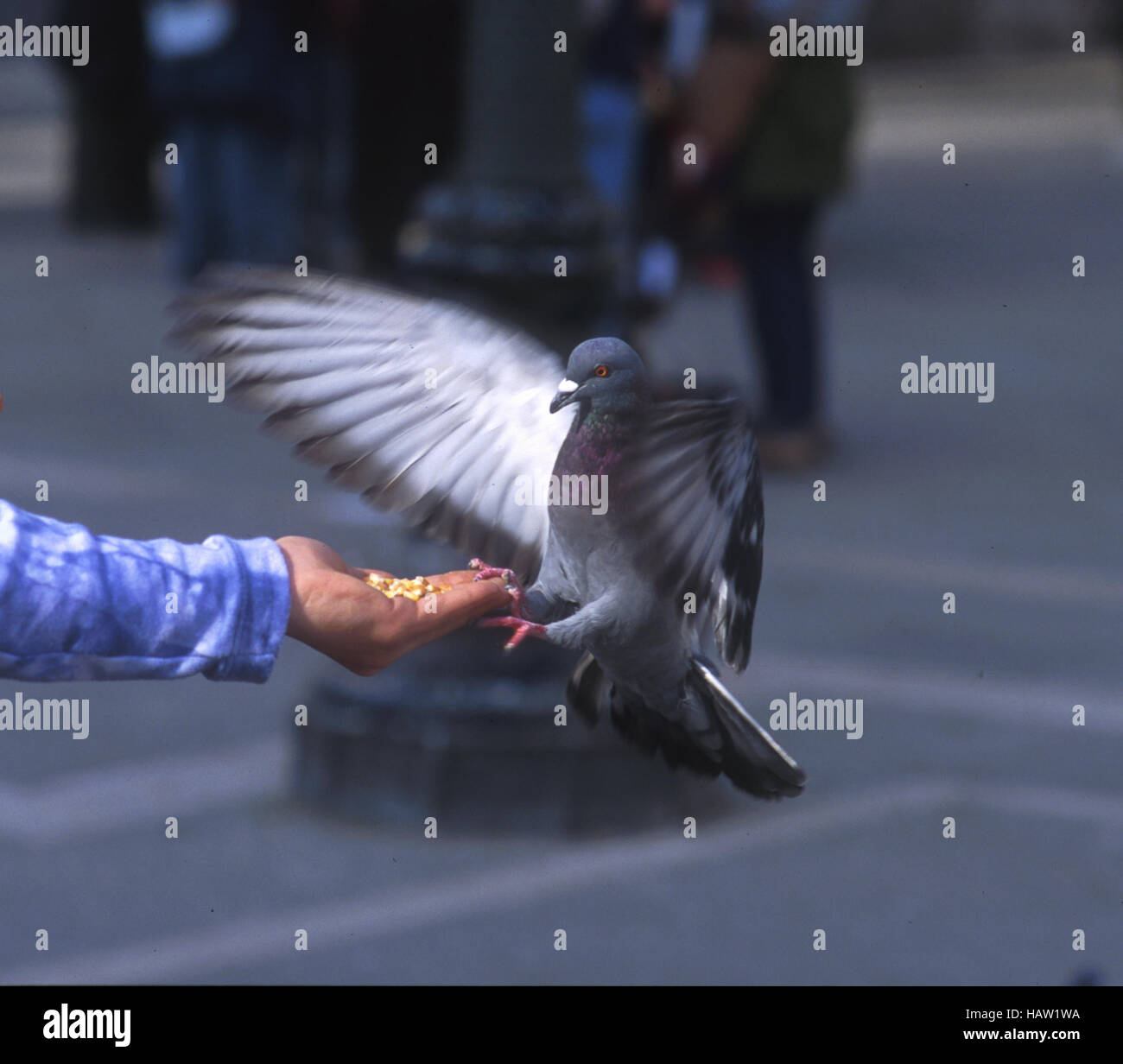 Boy flying pigeon hi-res stock photography and images - Alamy