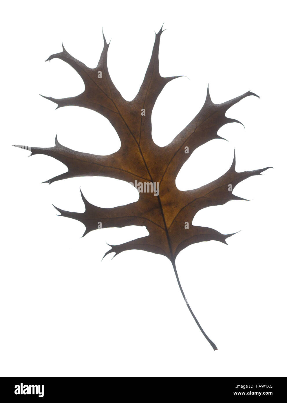 Simple lobed leaf hi-res stock photography and images - Alamy