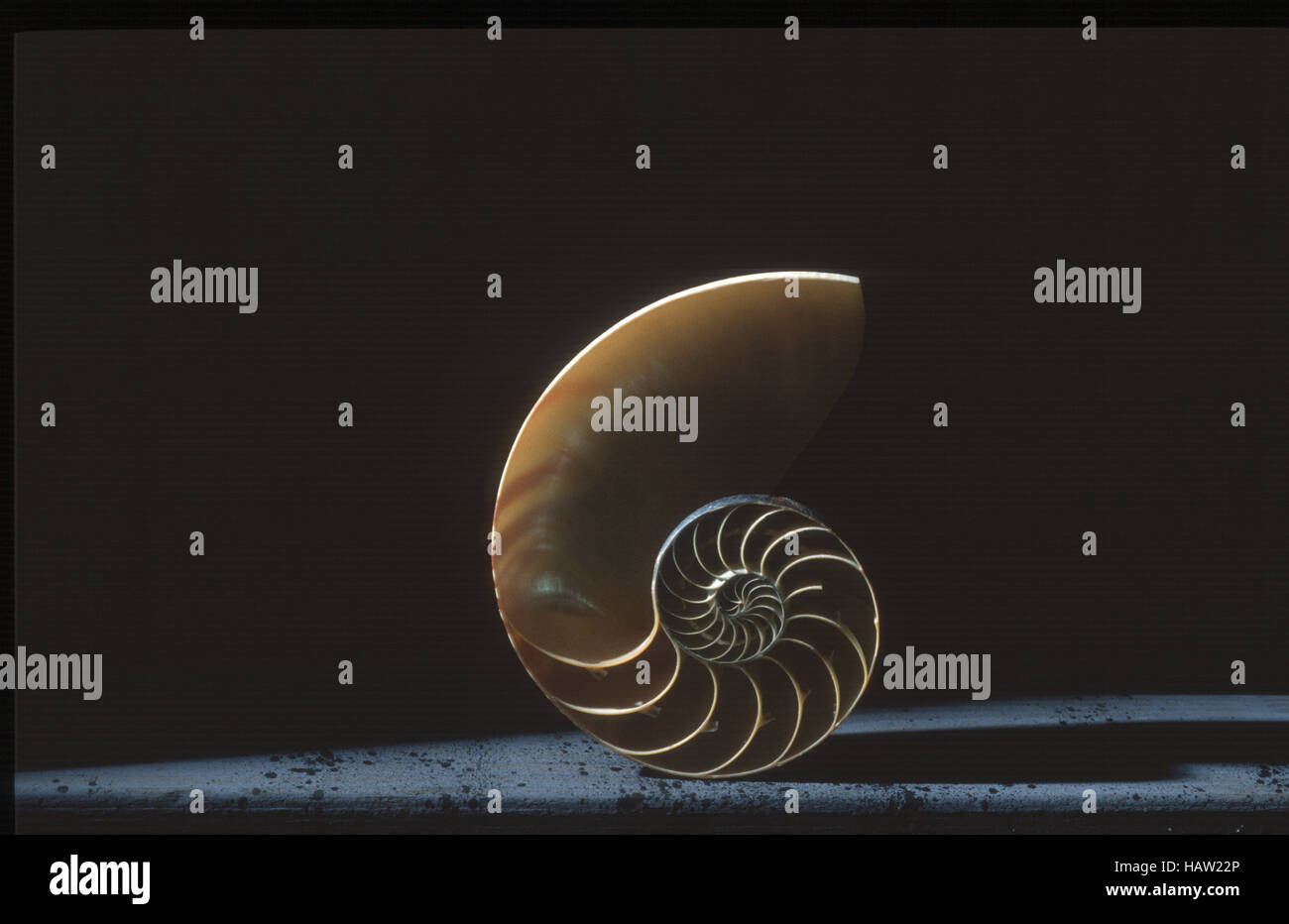 Chambered nautilus shell hi-res stock photography and images - Alamy