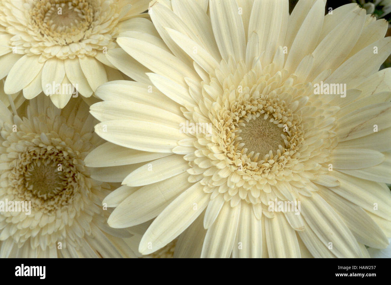 Perfect cream-colored Gerber Daisies Stock Photo - Alamy